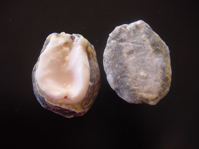 Locos/Abalone | Marterra Specialty Foods