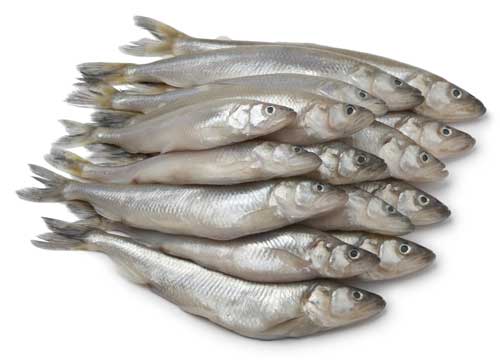 Smelts | Marterra Specialty Foods